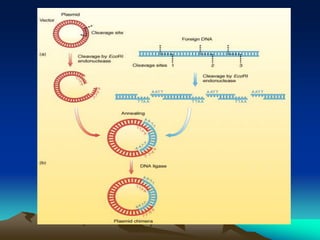 5 Recombinant DNA Technology.ppt