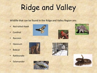 5 regions of georgia | PPTX