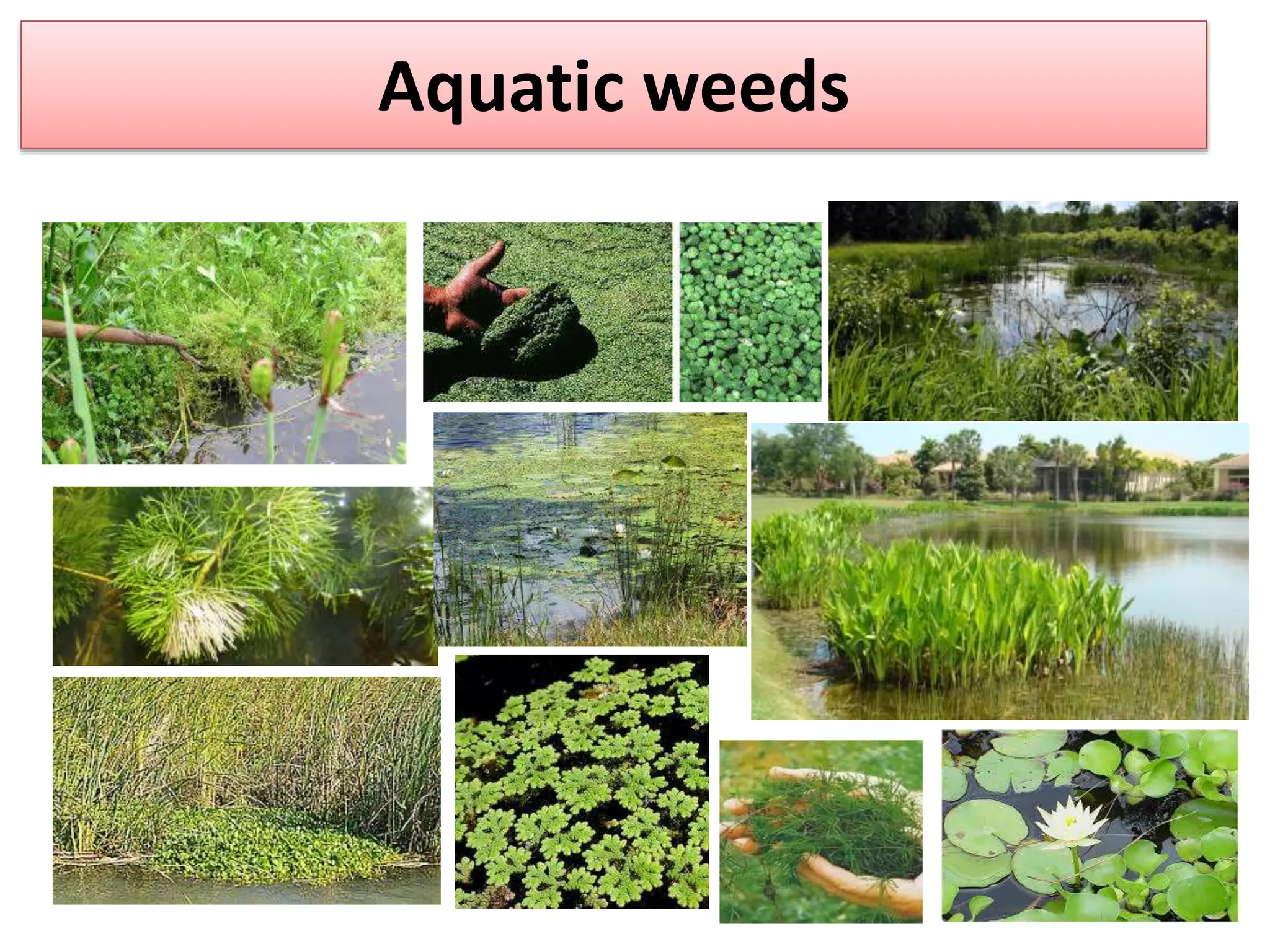 Removal of aquatic weeds, eradication of predatory, weed fishes from ...