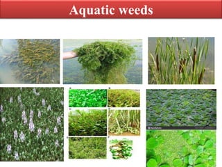 Removal of aquatic weeds, eradication of predatory, weed fishes from ...