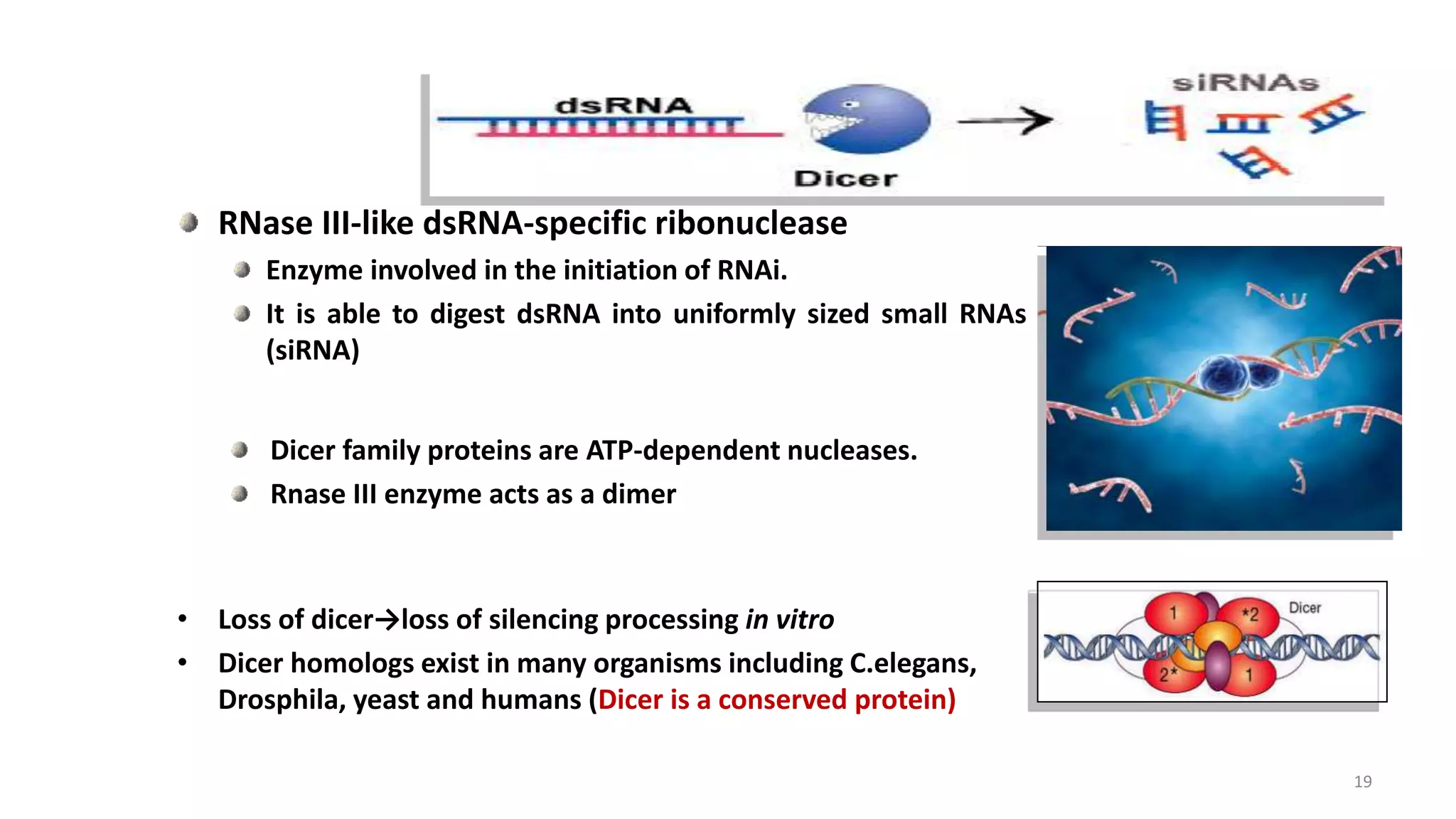 RNA interference | PPTX