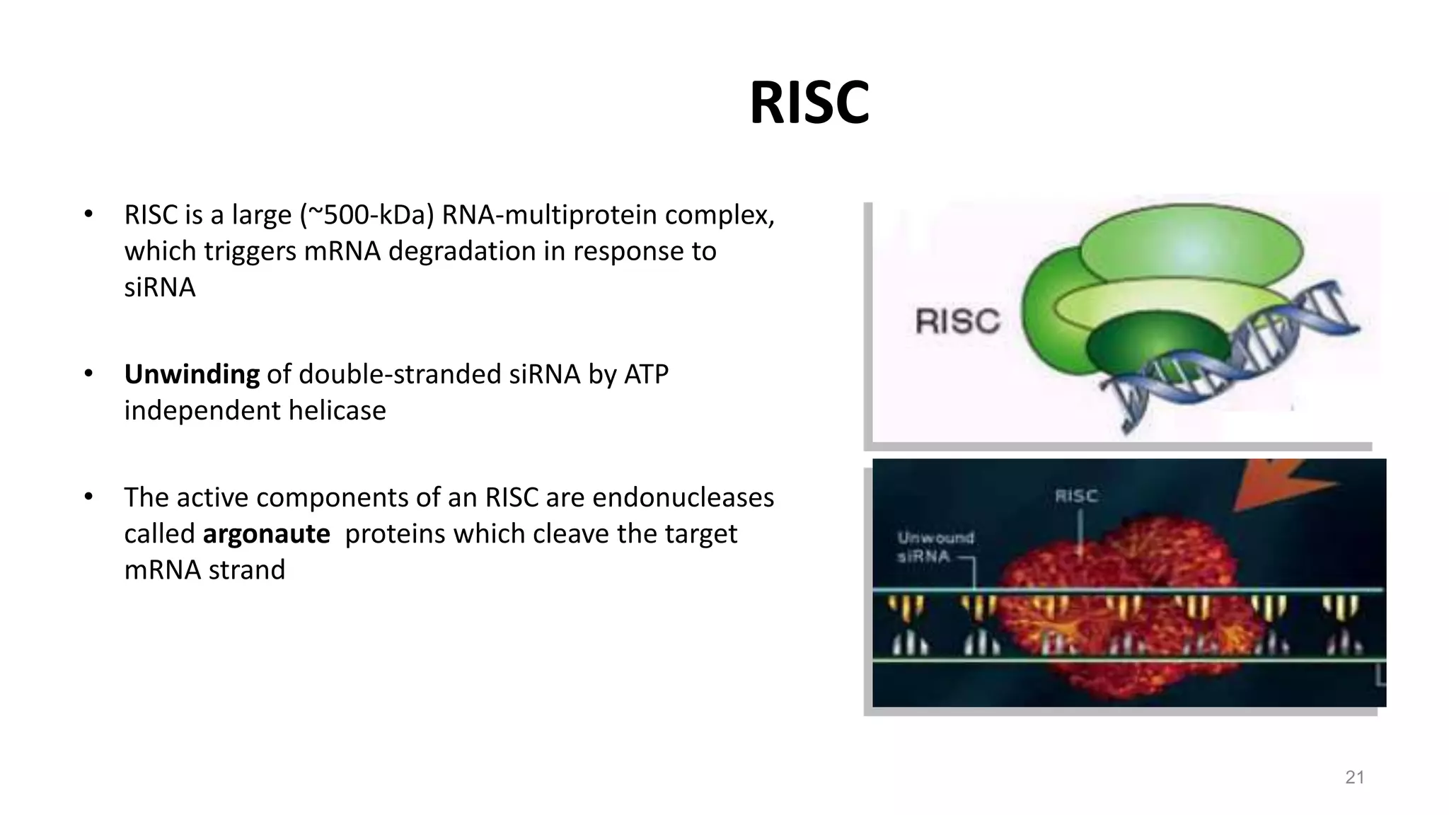 RNA interference | PPTX
