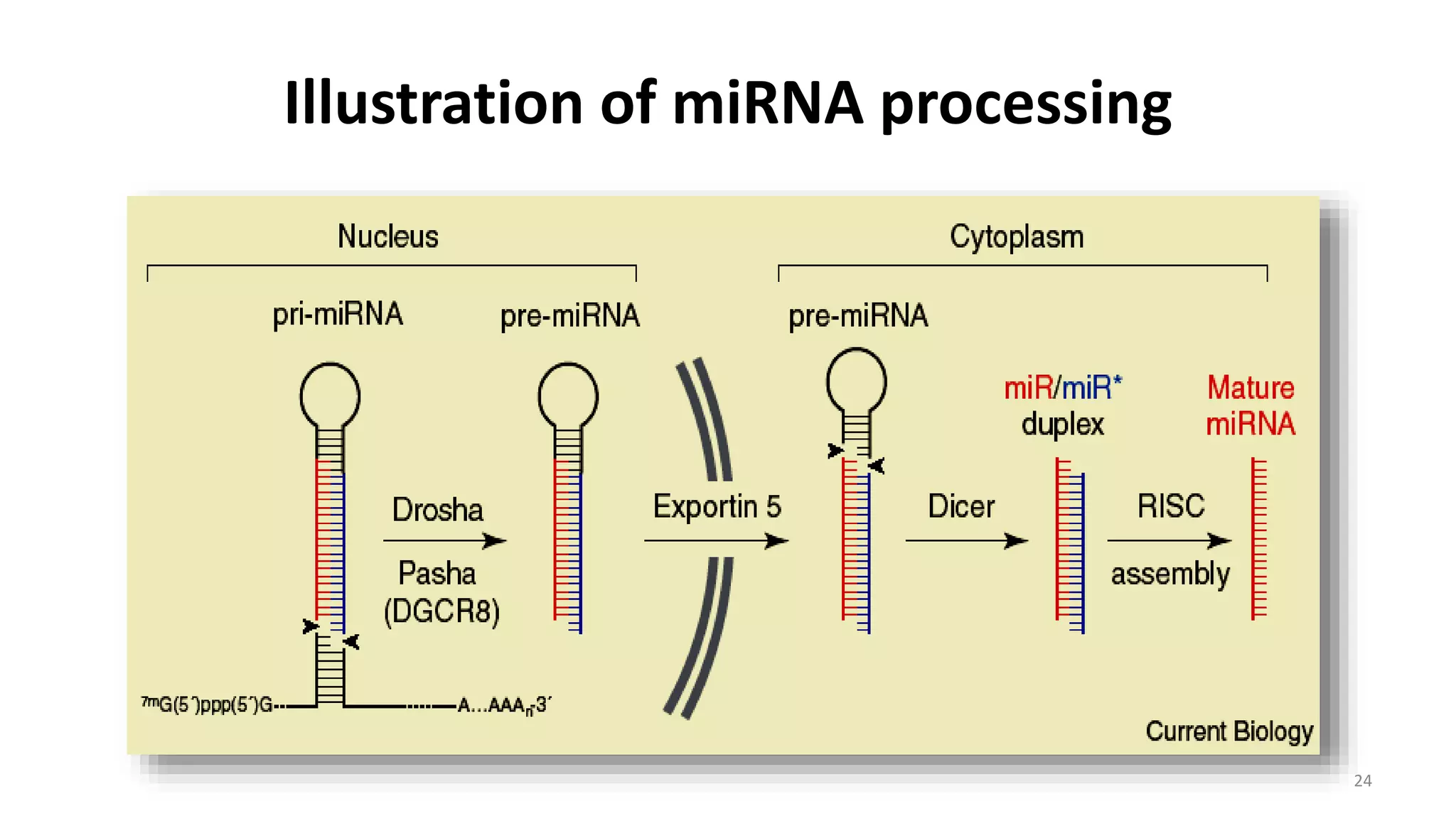 RNA interference | PPTX
