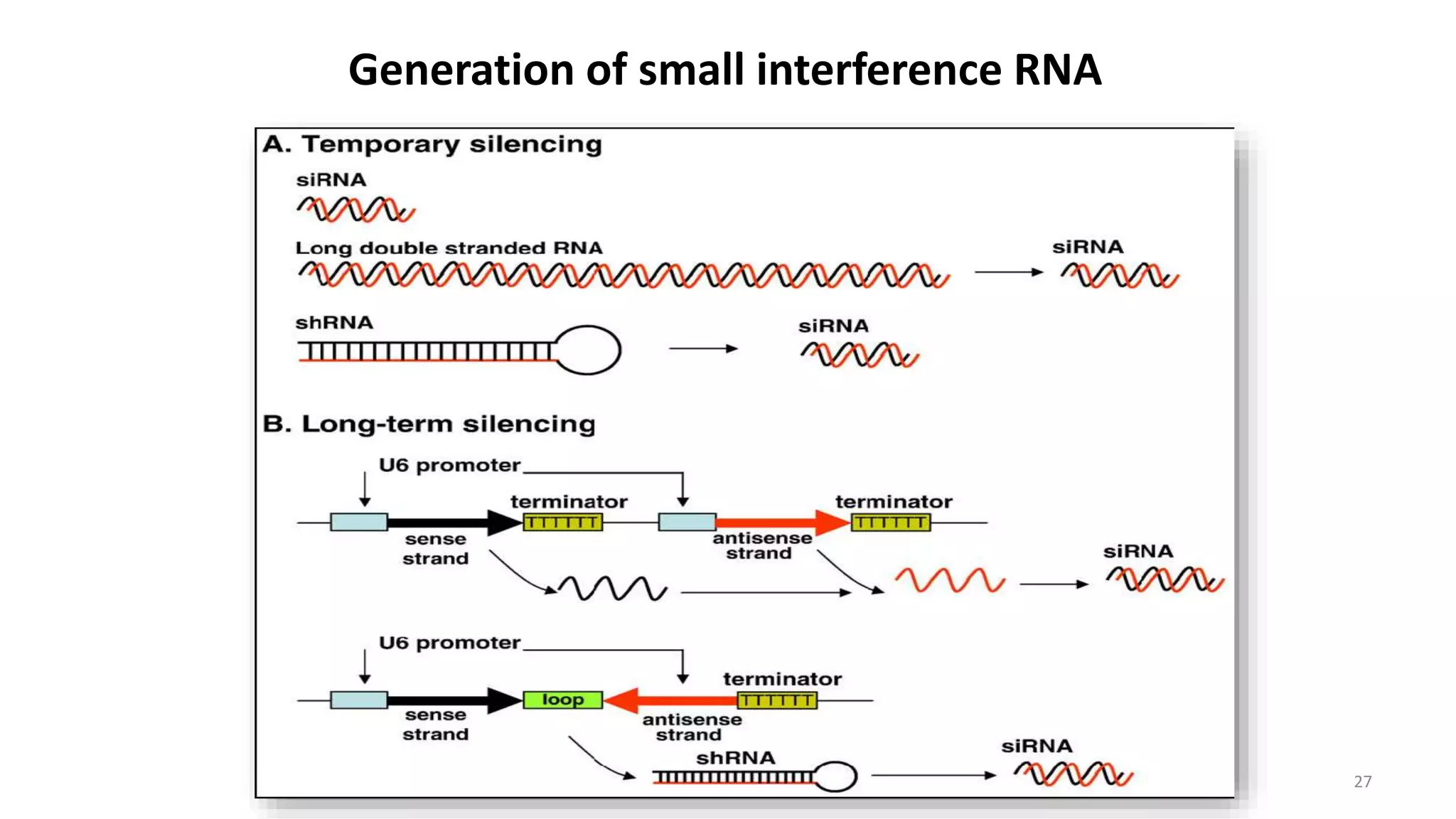 RNA interference | PPTX