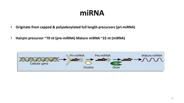 RNA interference | PPTX