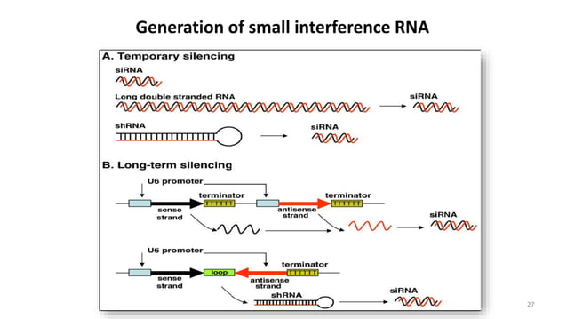 RNA interference | PPTX