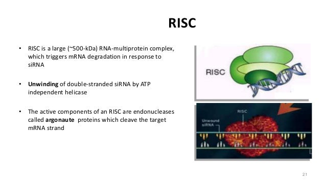 RNA interference