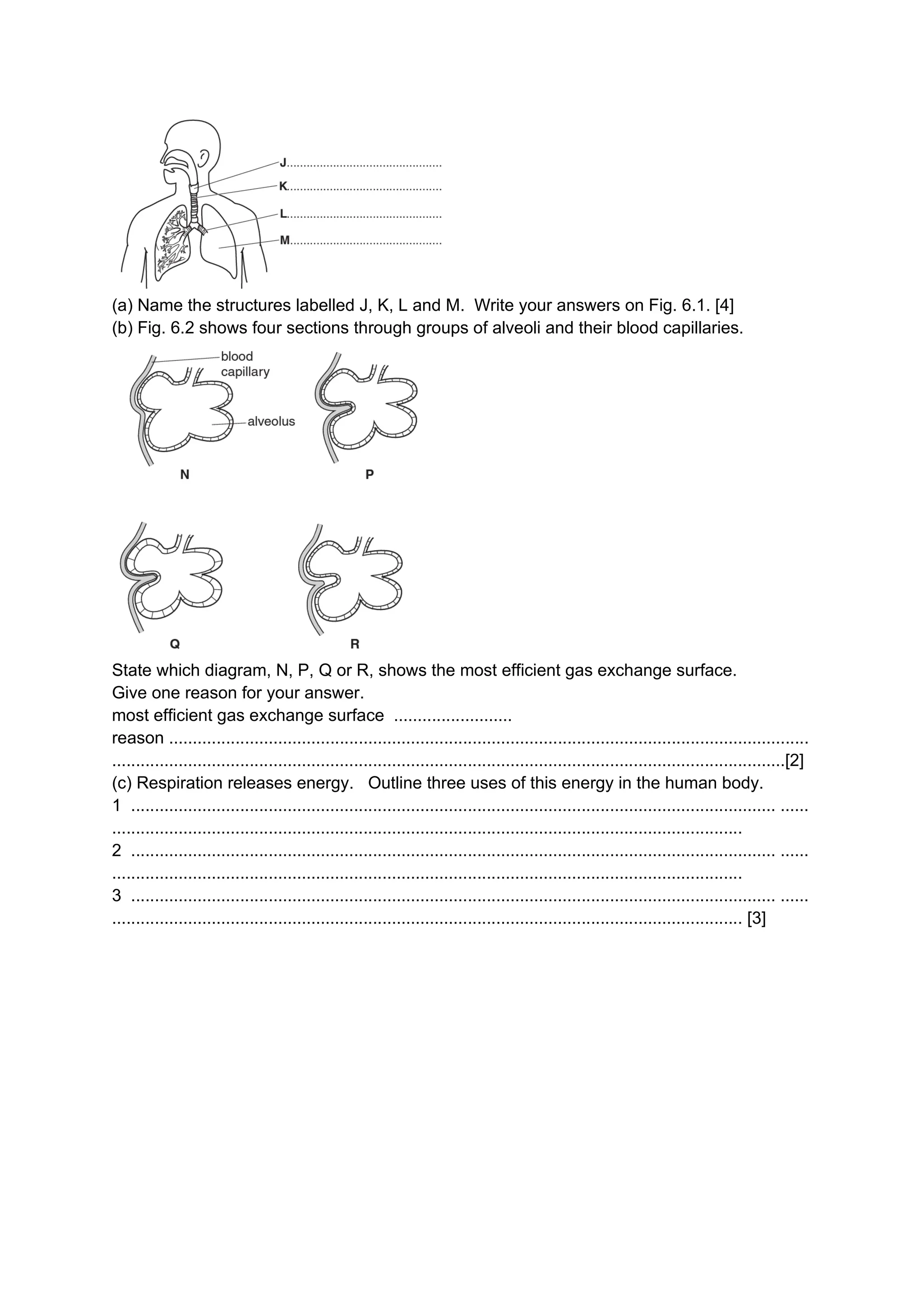 5S BIOLOGY class Test on respiration .docx