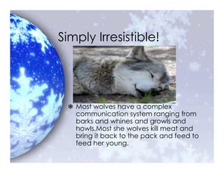 5 S Gray Wolf | PPT