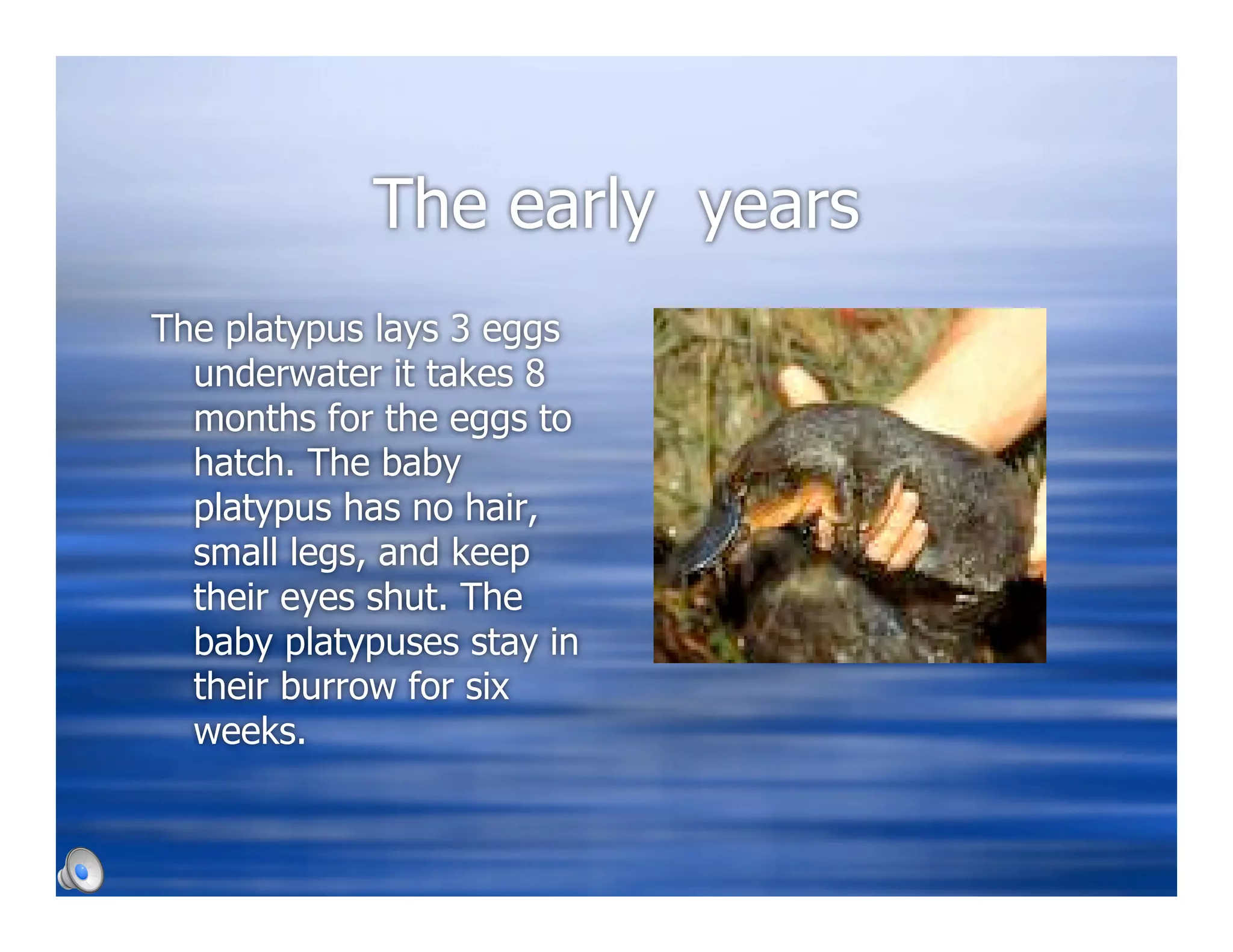 5 S Platypus | PPT