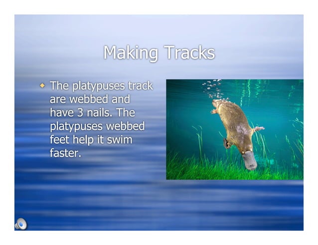5 S Platypus | PPT