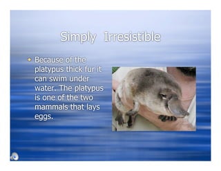 5 S Platypus | PPT