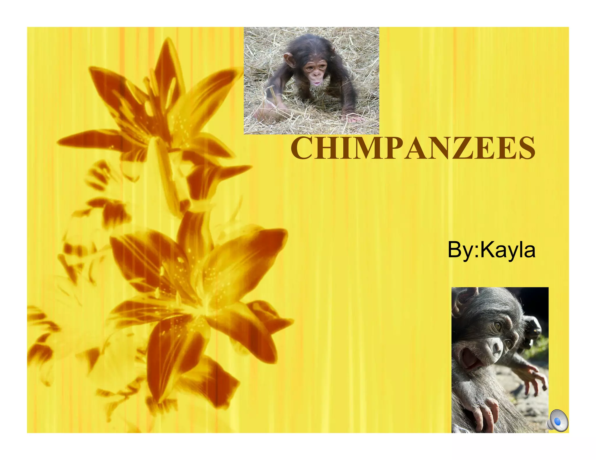5s Chimps | PPT