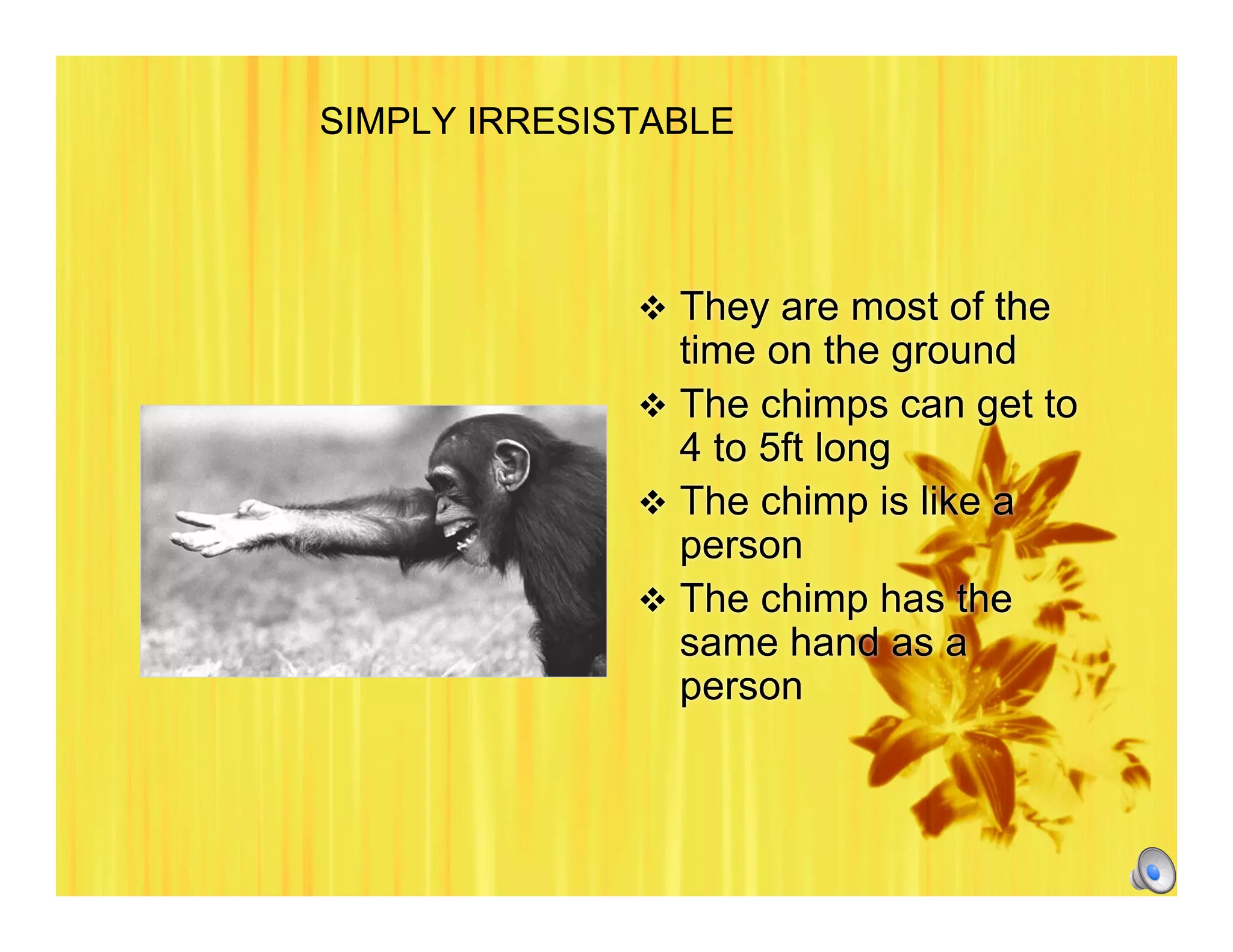 5s Chimps | PPT