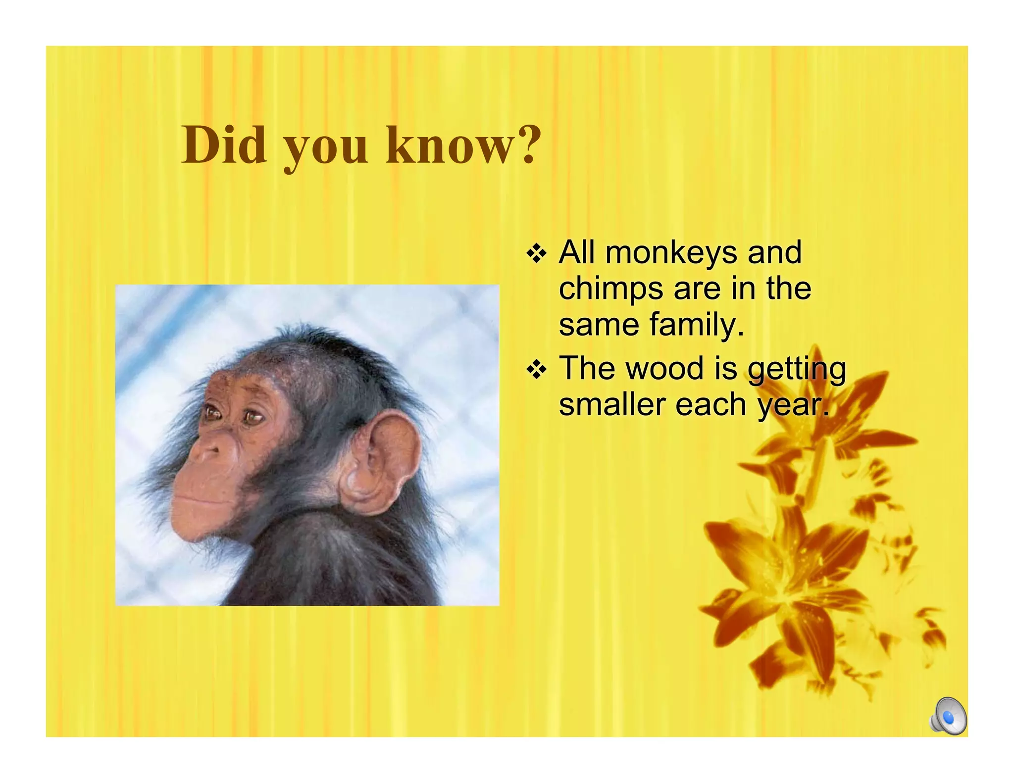 5s Chimps | PPT