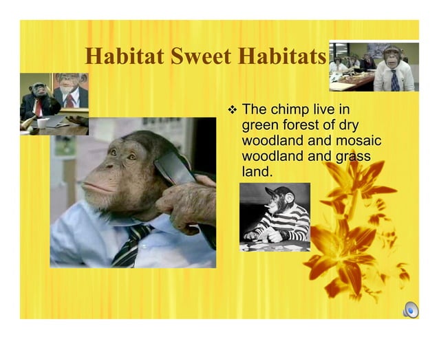 5s Chimps | PPT