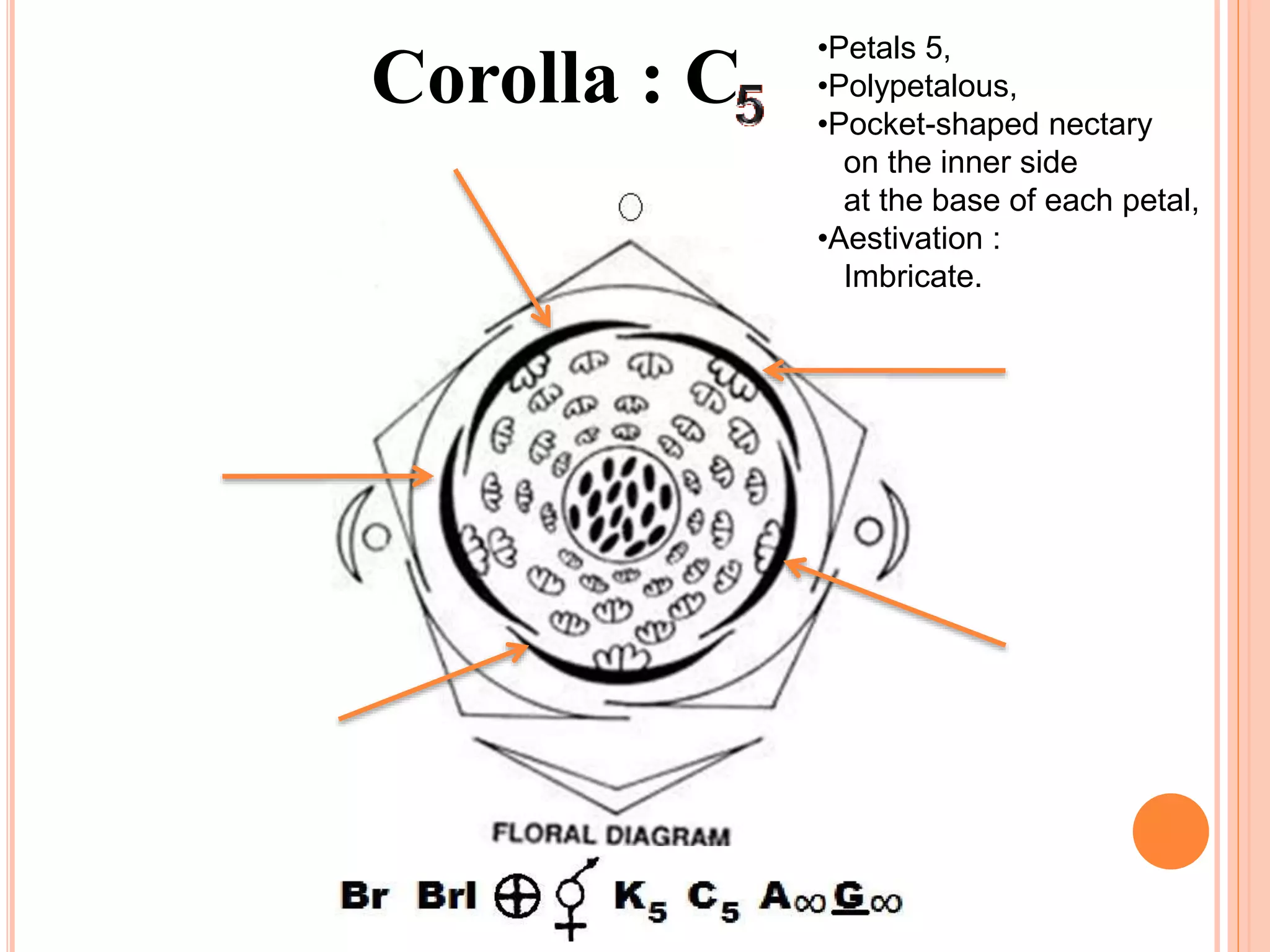 Family: Ranunculaceae (Ranunculus,Delphinium) | PPTX