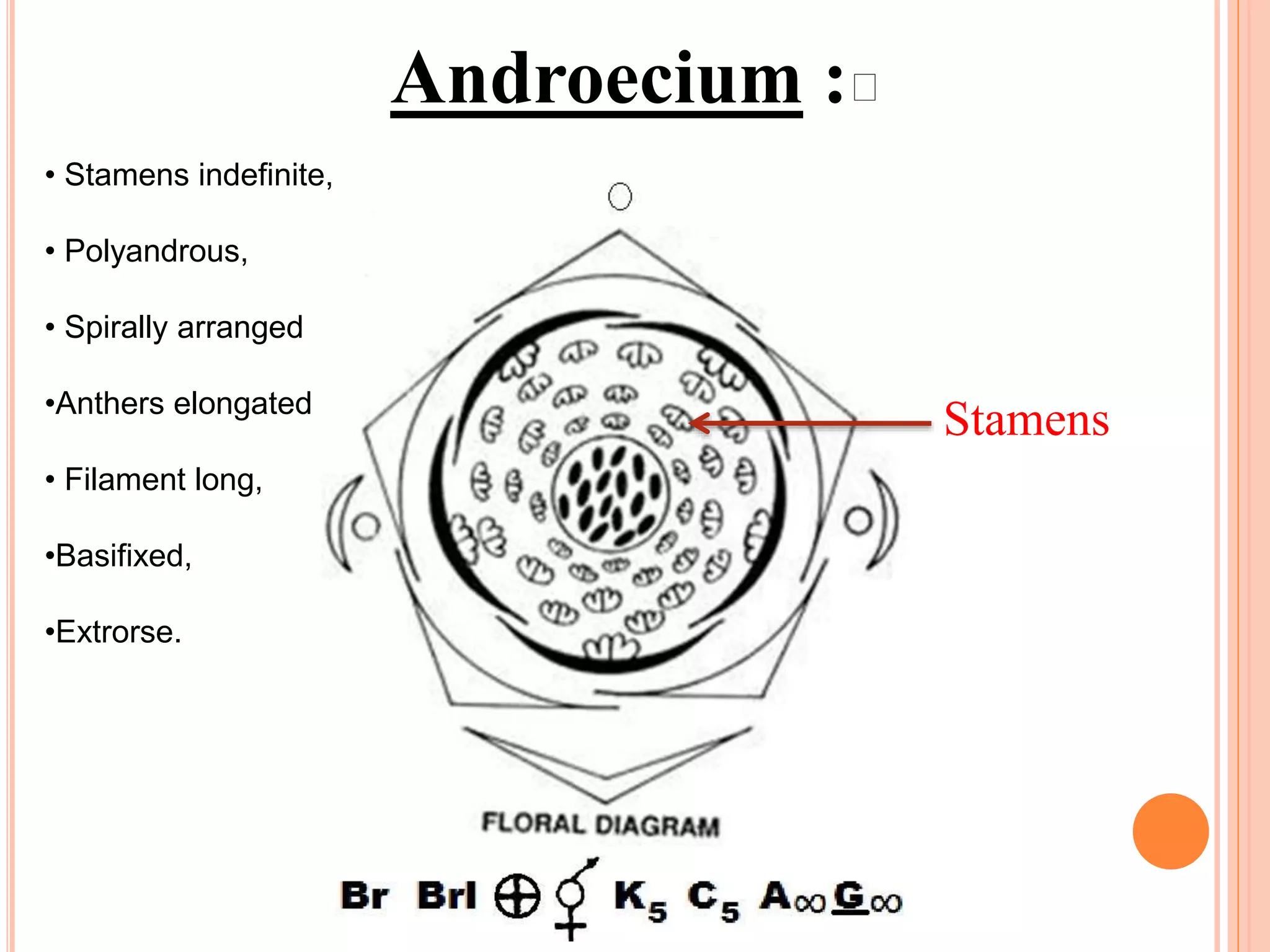 Family: Ranunculaceae (Ranunculus,Delphinium) | PPTX