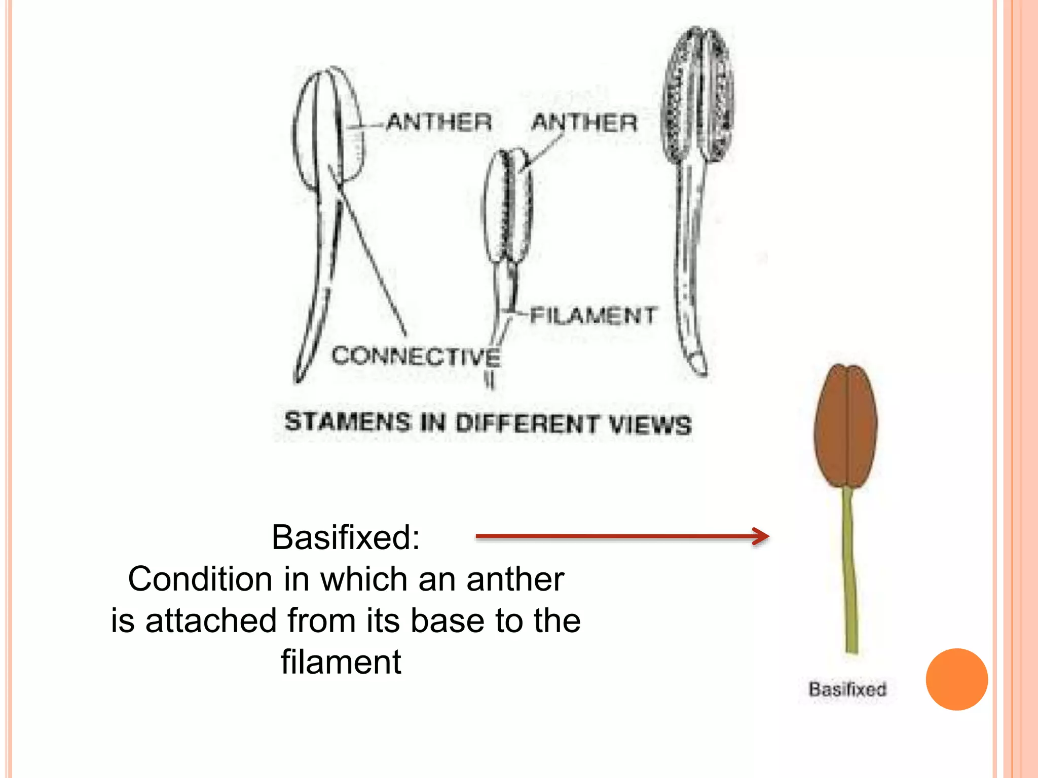 Family: Ranunculaceae (Ranunculus,Delphinium) | PPTX