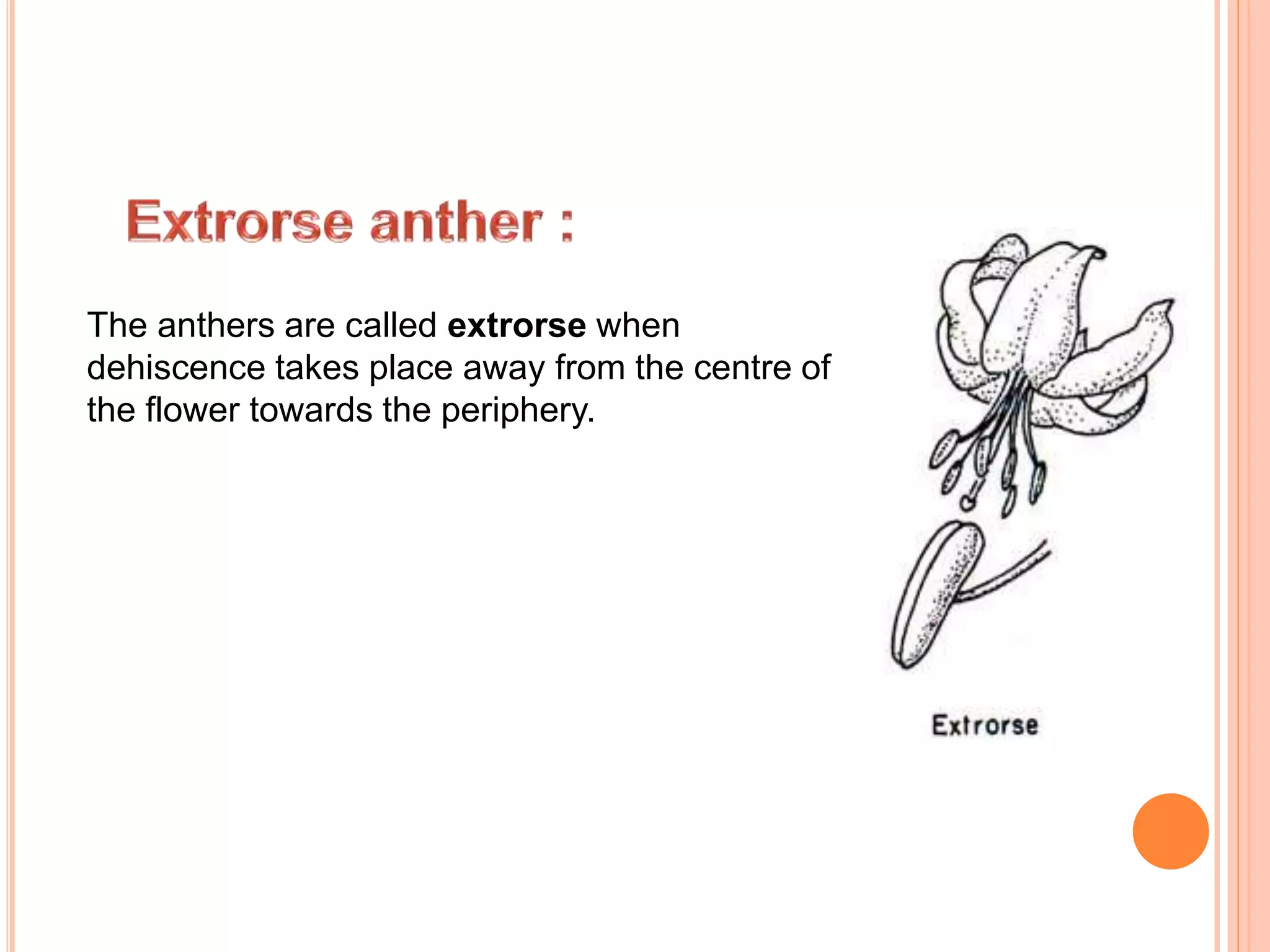 Family: Ranunculaceae (Ranunculus,Delphinium) | PPTX