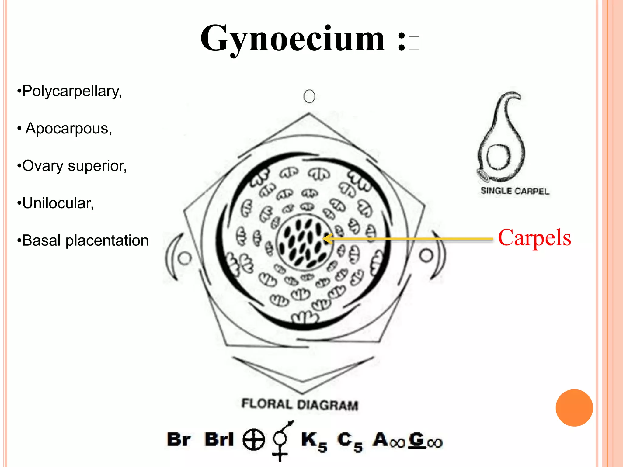 Family: Ranunculaceae (Ranunculus,Delphinium) | PPTX