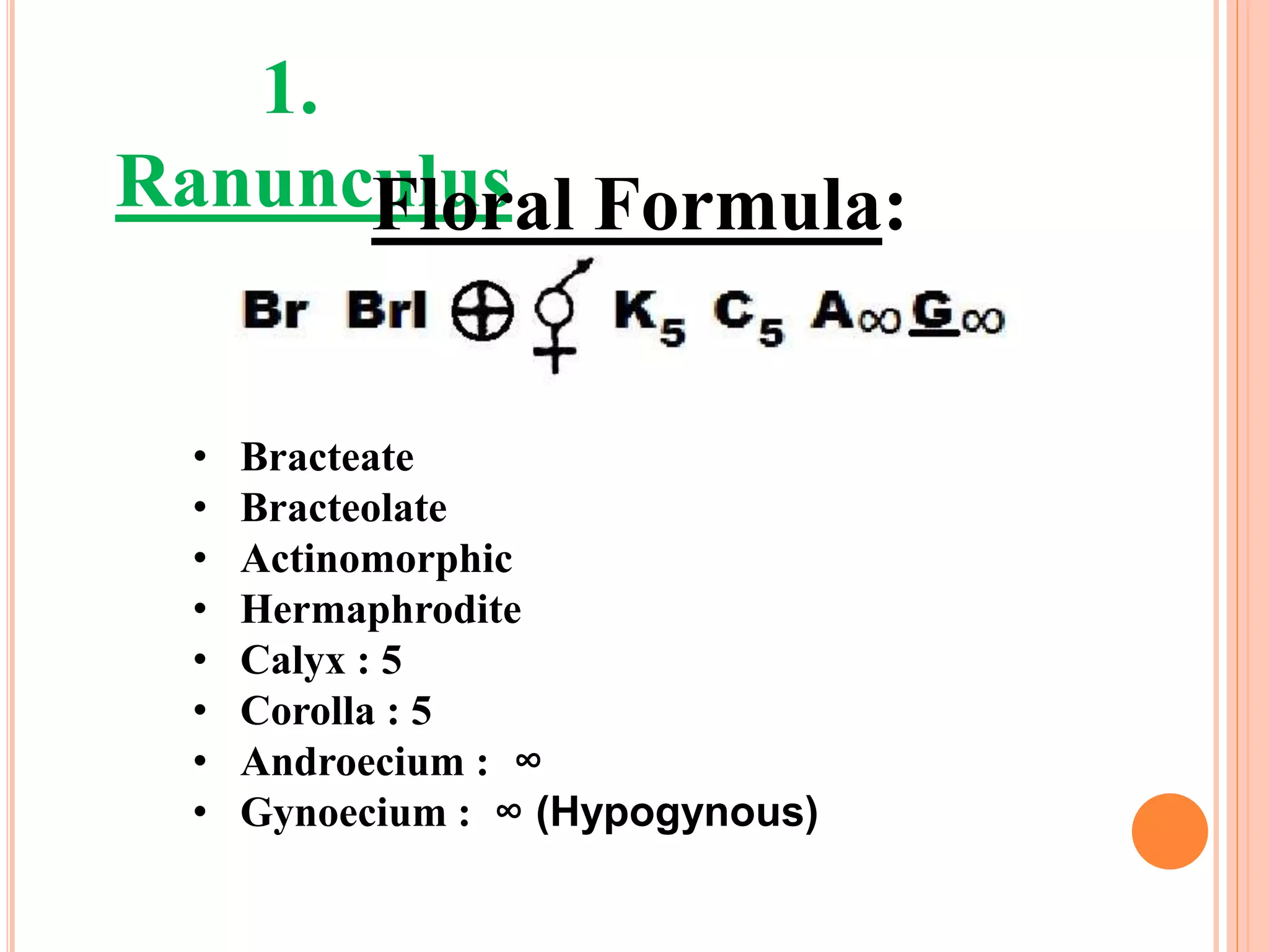 Family: Ranunculaceae (Ranunculus,Delphinium) | PPTX