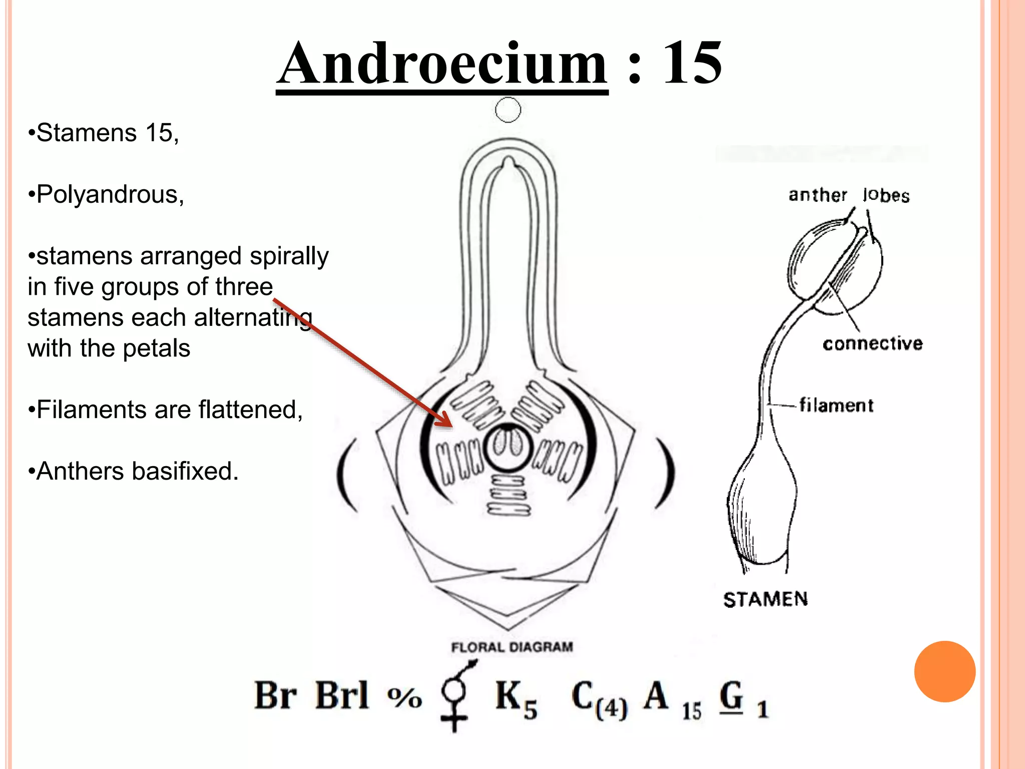 Family: Ranunculaceae (Ranunculus,Delphinium) | PPTX