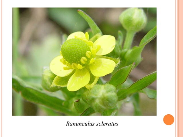Family: Ranunculaceae (Ranunculus,Delphinium) | PPTX