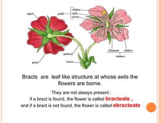 Bracteate Flowers
