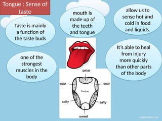 5 SENSE organs of human body that senses | PPTX