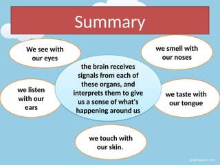 5 SENSE organs of human body that senses | PPTX