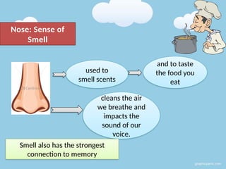 5 SENSE organs of human body that senses | PPTX