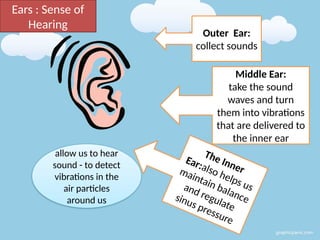 5 SENSE organs of human body that senses | PPTX