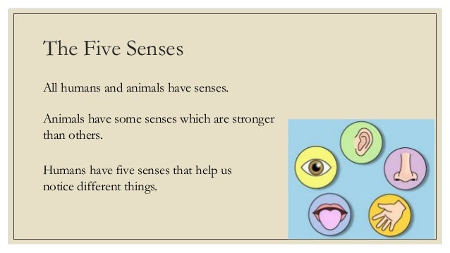 The Five Senses And Perception