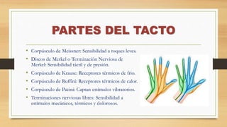 LOS 5 SENTIDOS | PPTX
