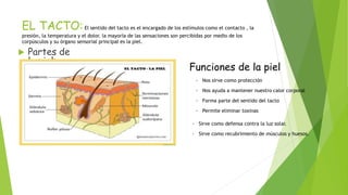 Anatomía y morfología de la piel y faneras.pptx