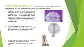 Anatomía y morfología de la piel y faneras.pptx