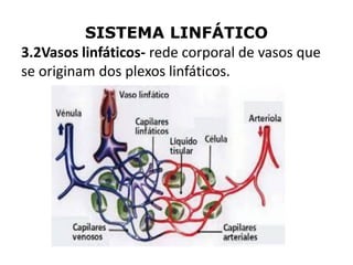 SISTEMA LINFATICO PDF.pdf