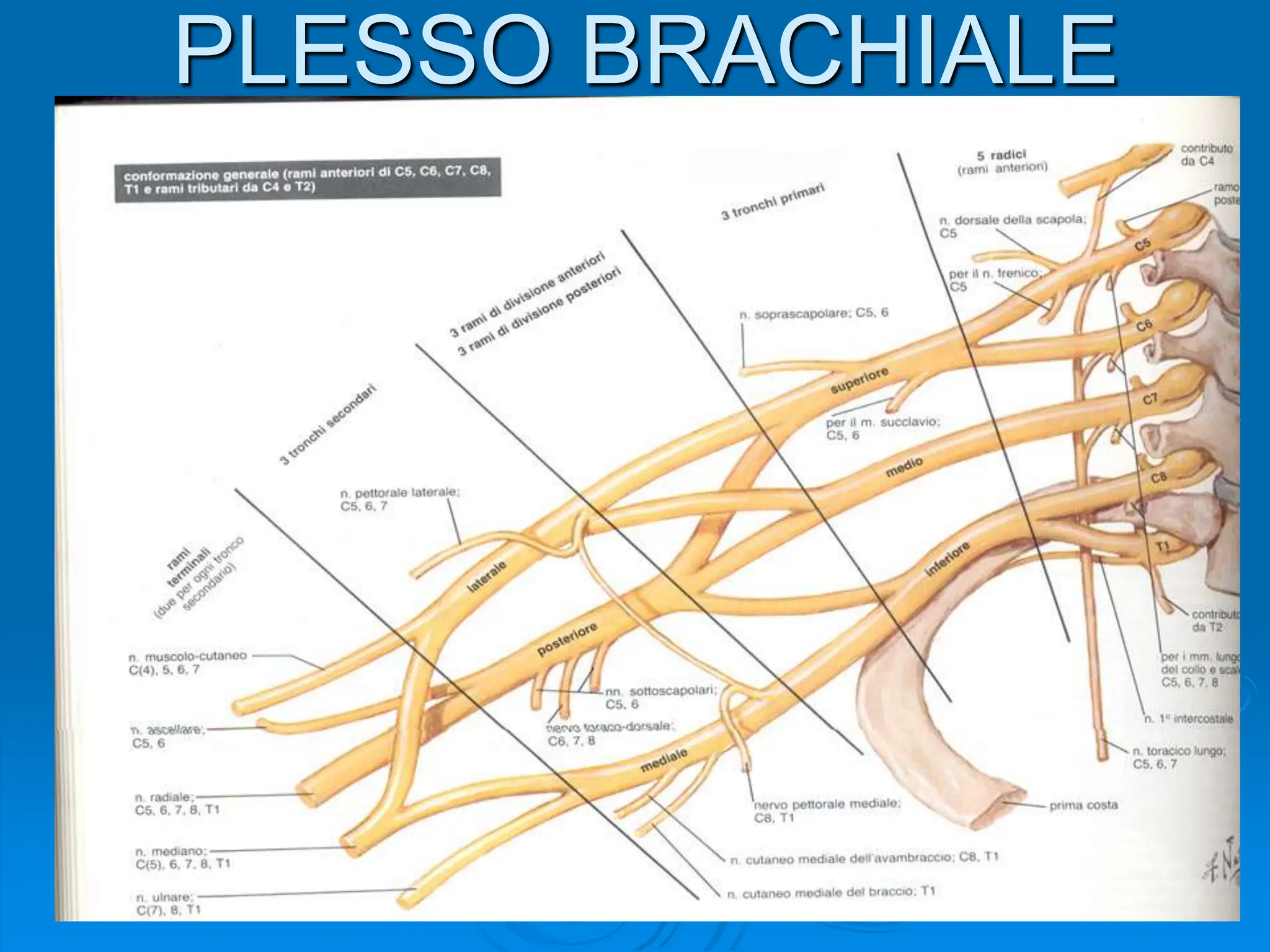 5 SISTEMA NERVOSO PERIFERICOoooooooo.ppt