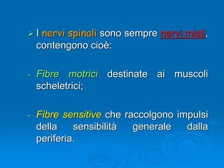5 SISTEMA NERVOSO PERIFERICOoooooooo.ppt
