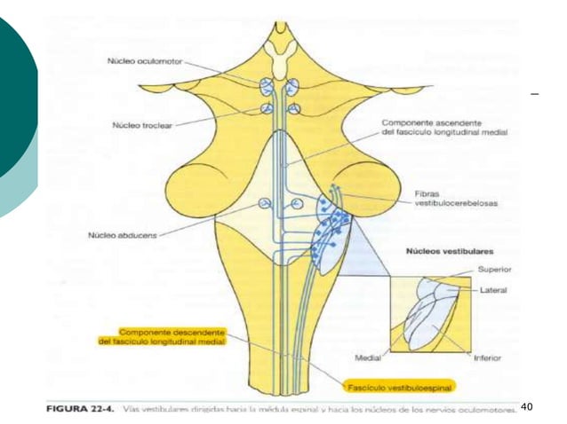 Sistemas Visual Vestibulococlear Y Auditivo Pptx