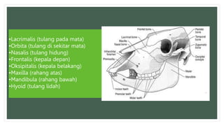 5_SKELETON MAMMALIA.pptx