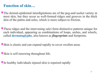5skin gross anatomy and embryology .pptx