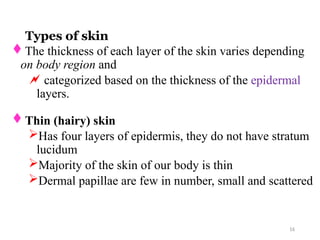 5skin gross anatomy and embryology .pptx