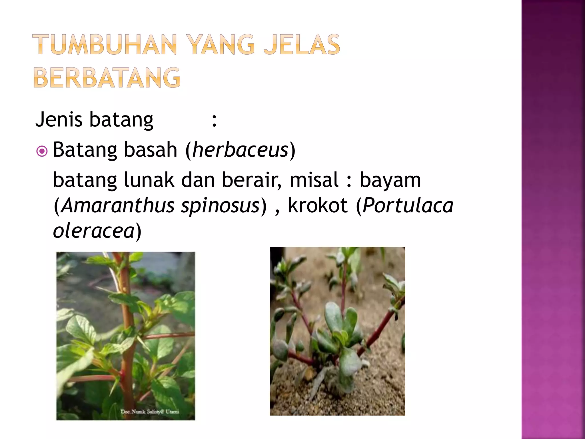 PPT Morfologi Tumbuhan - Batang | PPTX