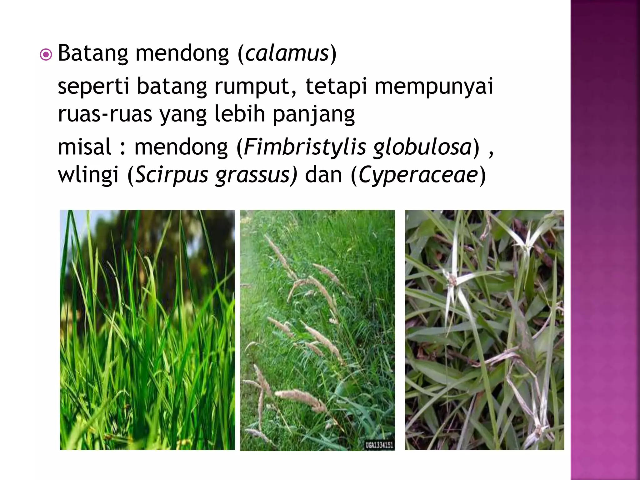 PPT Morfologi Tumbuhan - Batang | PPTX