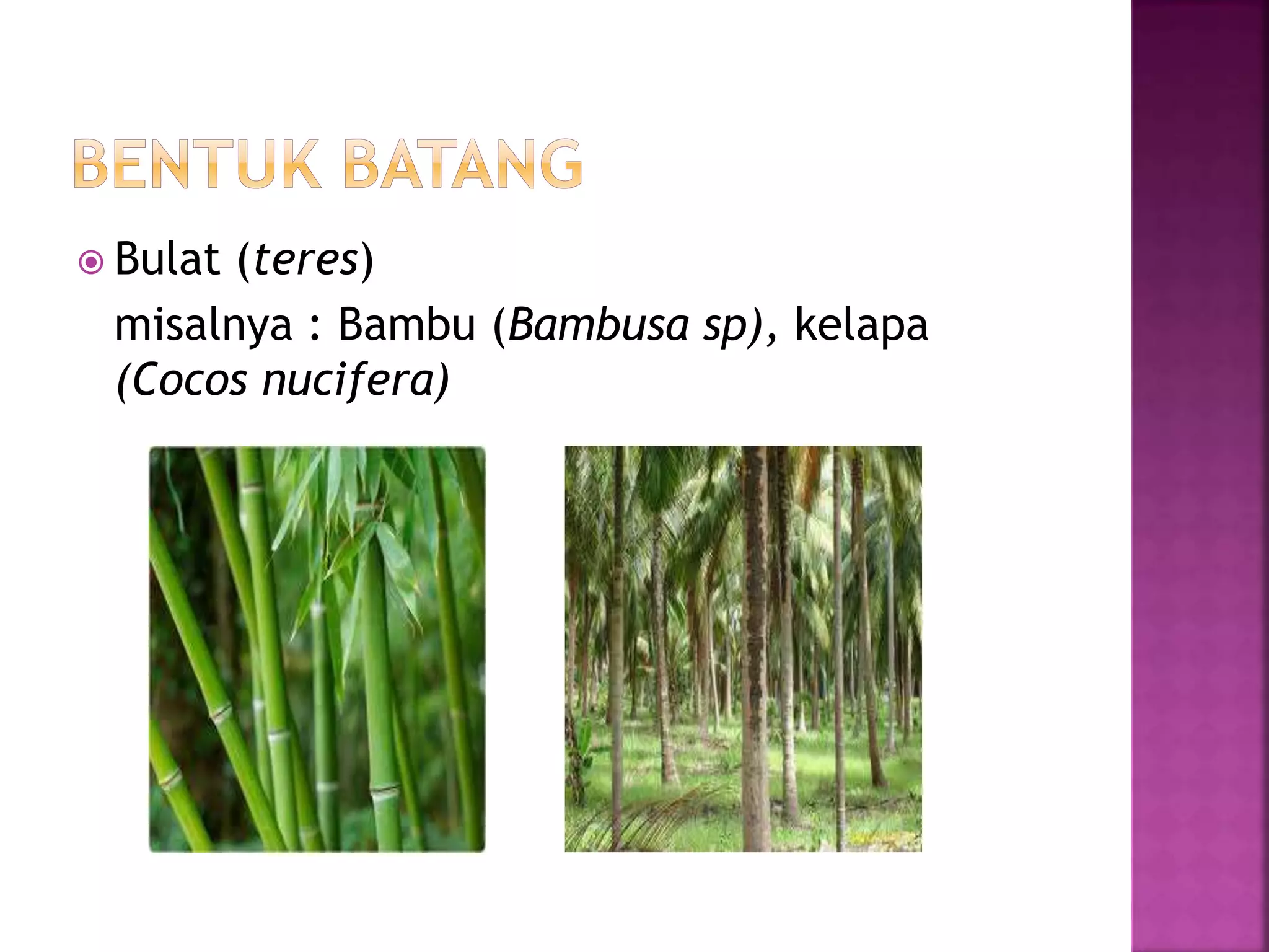 PPT Morfologi Tumbuhan - Batang | PPTX