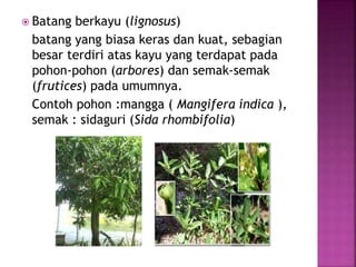 PPT Morfologi Tumbuhan - Batang | PPTX