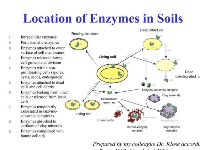 5 Soil enzymes.pptx