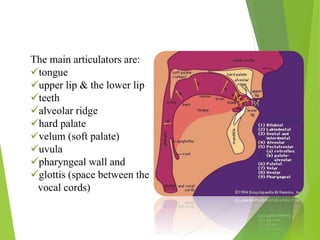 speech and phonetics | PPTX